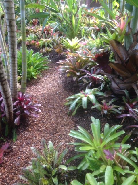 Bromeliads - Transforming Gardens Gold Coast Landscape
