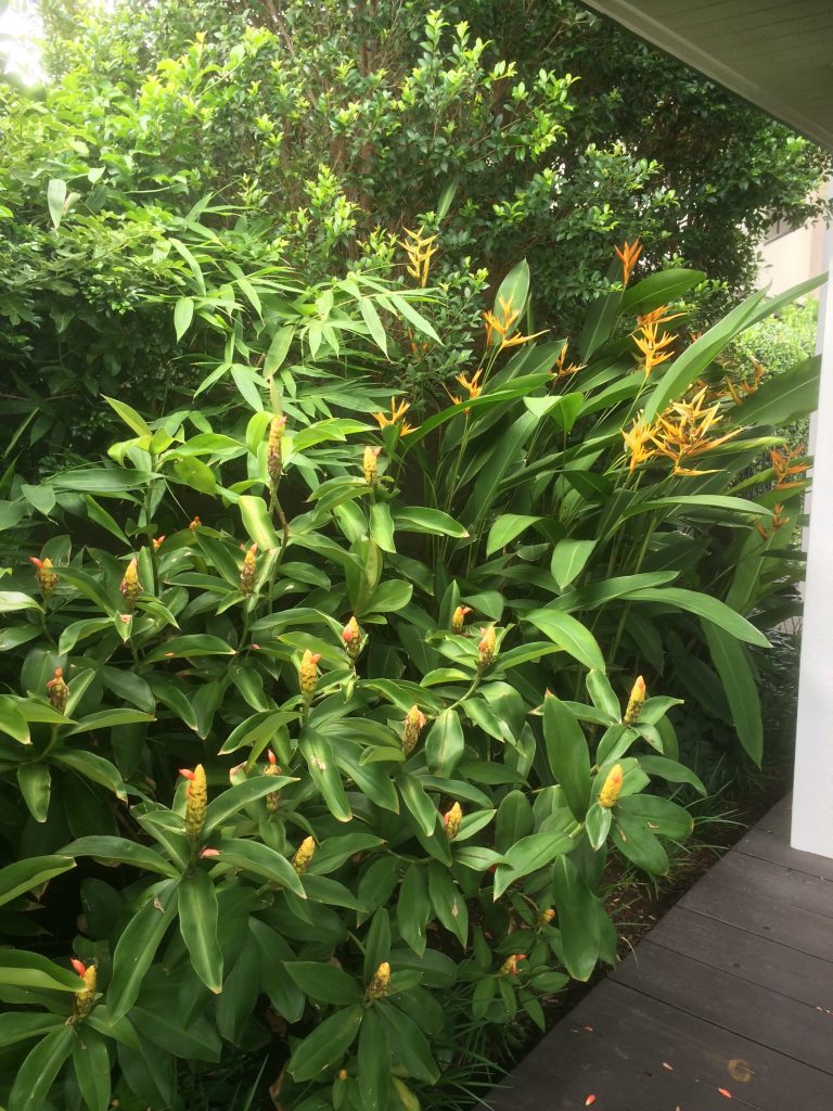 Ornamental Ginger plants in your garden are a great way to provide lush ...
