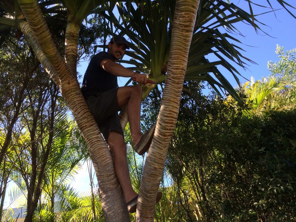 Pandanus - Transforming Gardens Gold Coast Landscape