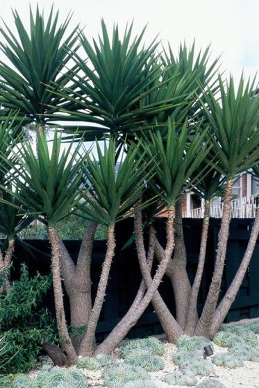Pandanus - Transforming Gardens Gold Coast Landscape